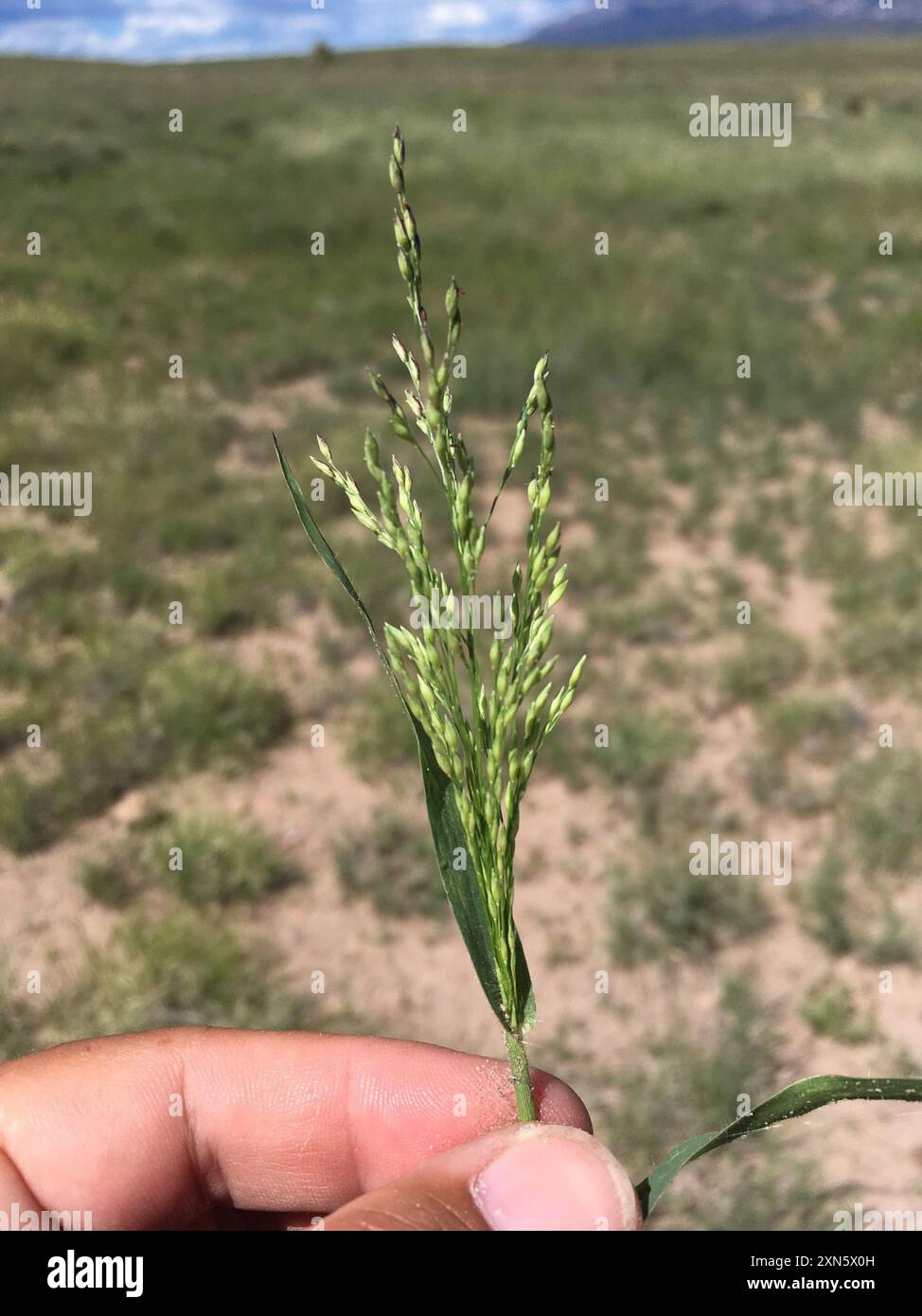 Mexican panicgrass (Panicum hirticaule) Plantae Stock Photo - Alamy