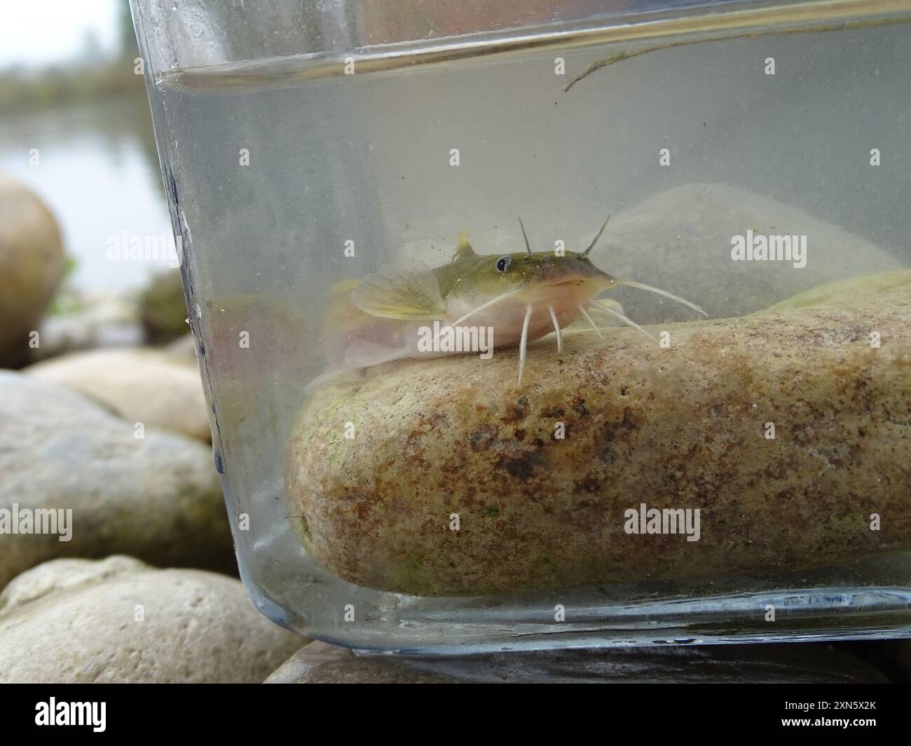 Noturus flavus hi-res stock photography and images - Alamy