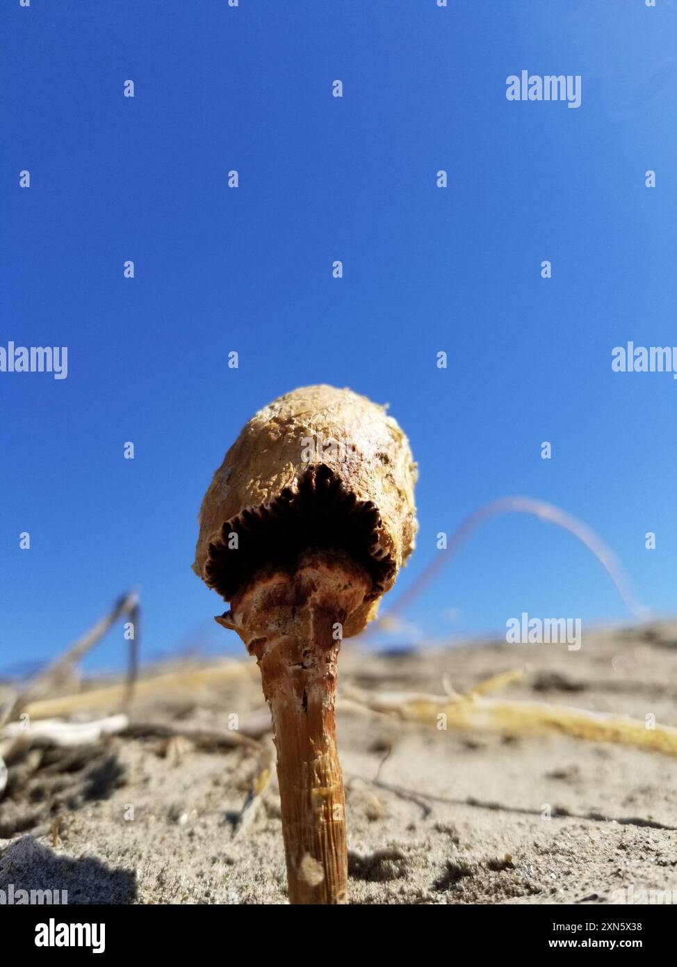Desert Shaggymane (Podaxis pistillaris) Fungi Stock Photo - Alamy