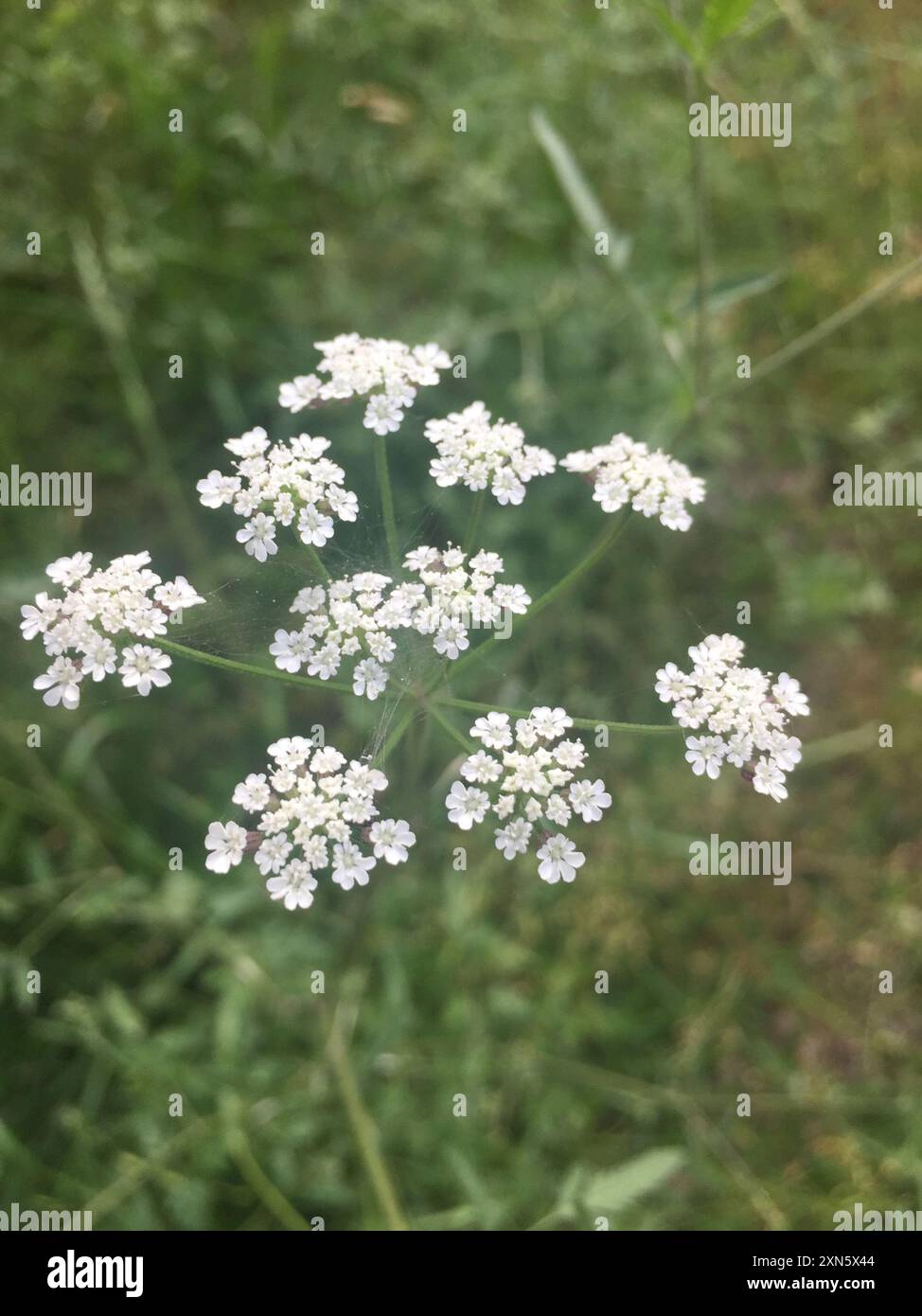 common hedge parsley (Torilis arvensis) Plantae Stock Photo - Alamy