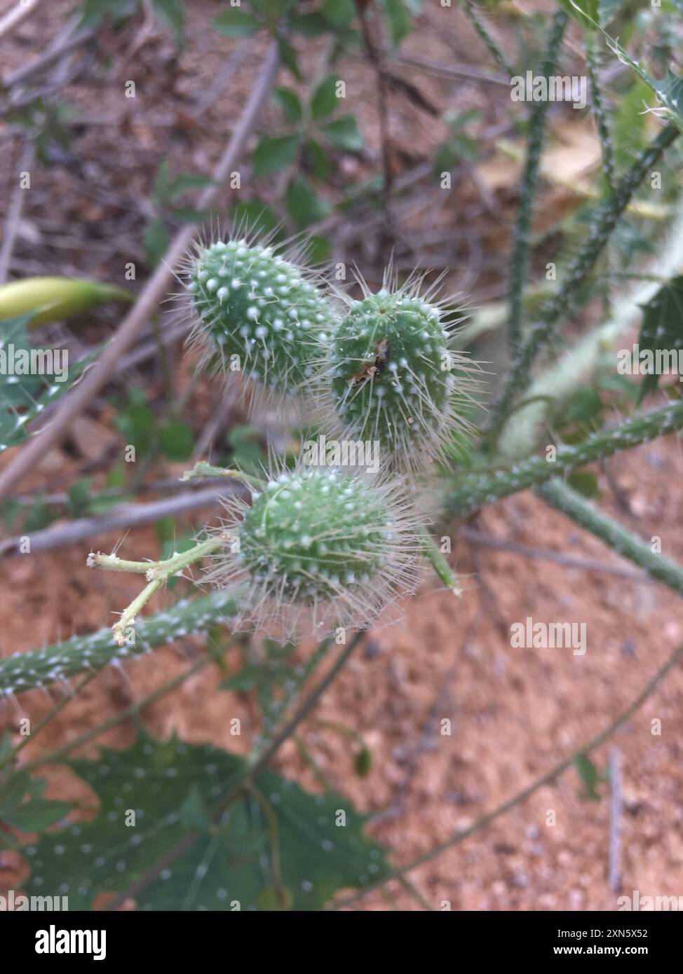 Spotted Bullnettle (Cnidoscolus maculatus) Plantae Stock Photo - Alamy