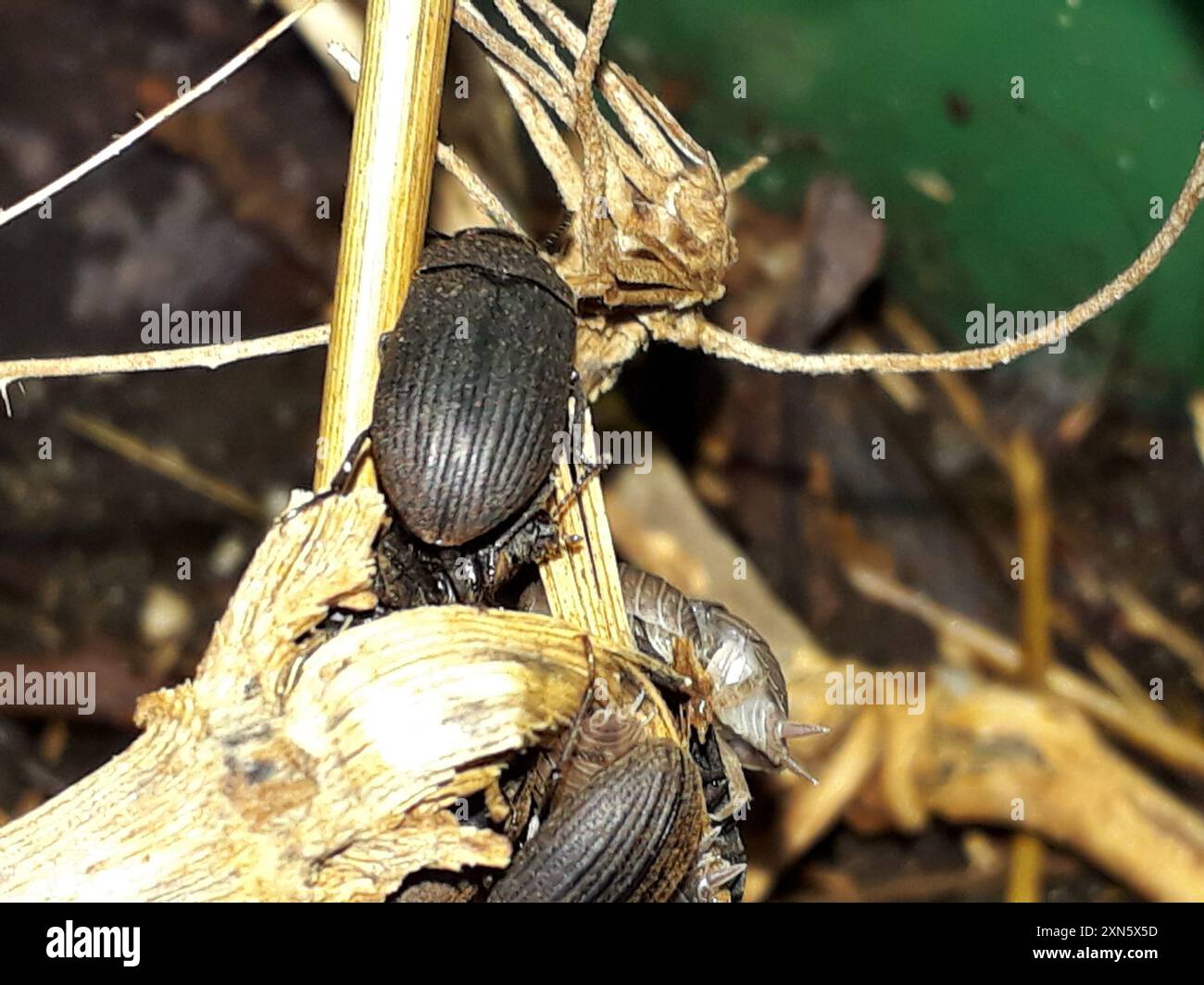 Darkling Beetles (Tenebrionidae) Insecta Stock Photo - Alamy