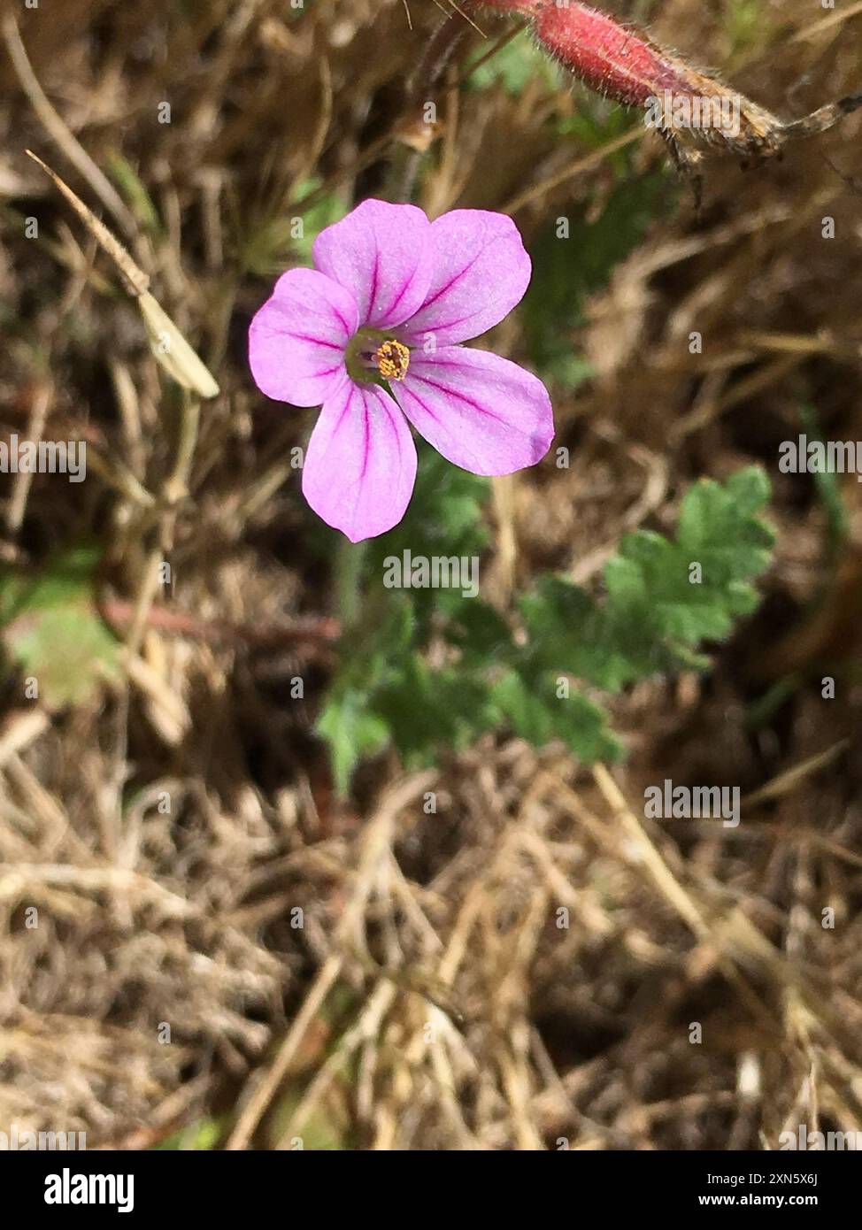 Mediterranean Stork's-bill (Erodium botrys) Plantae Stock Photo - Alamy