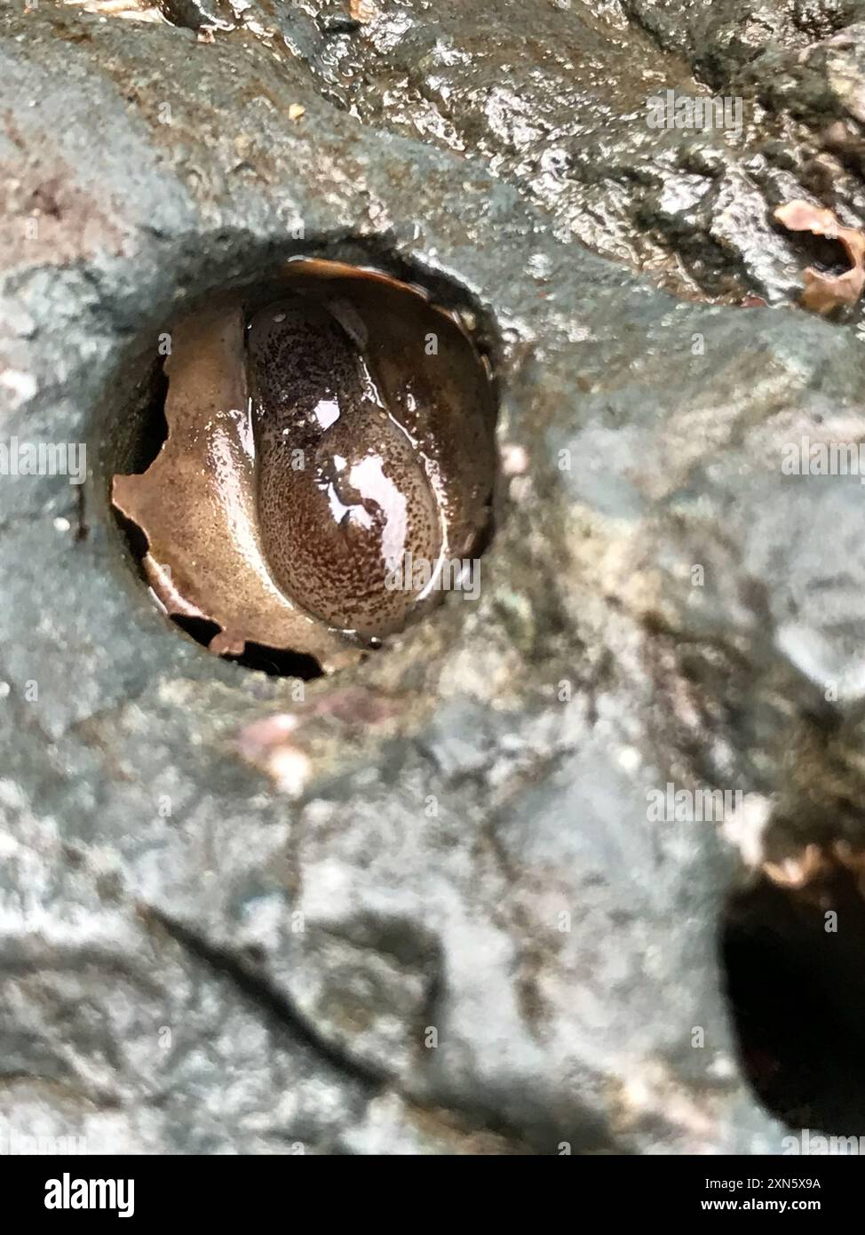Piddocks and Angelwings (Pholadidae) Mollusca Stock Photo - Alamy