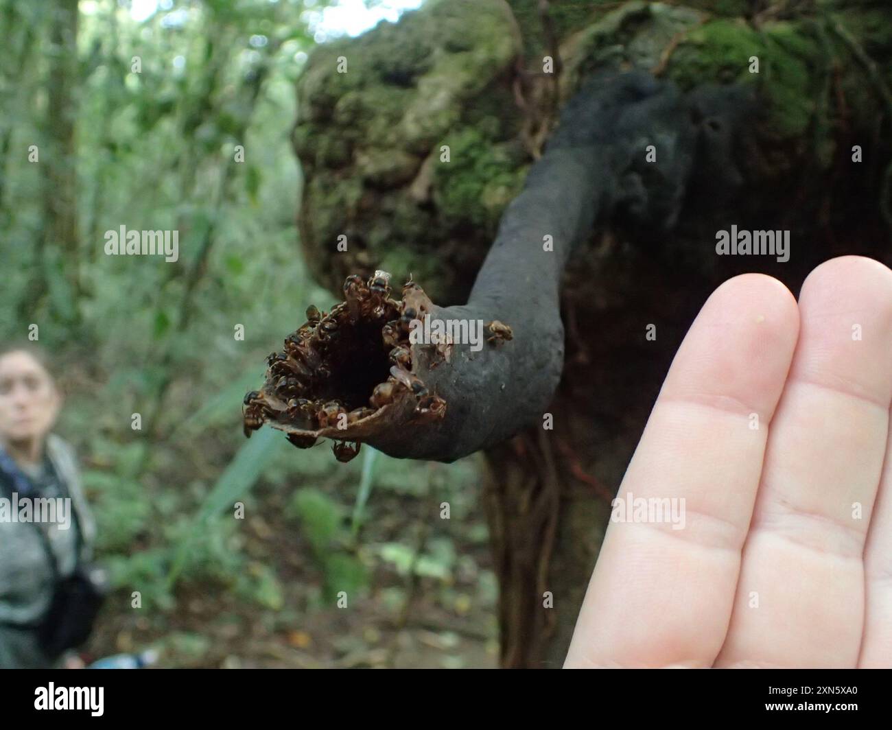 Pectoral Robust-Stingless bee (Scaptotrigona pectoralis) Insecta Stock ...