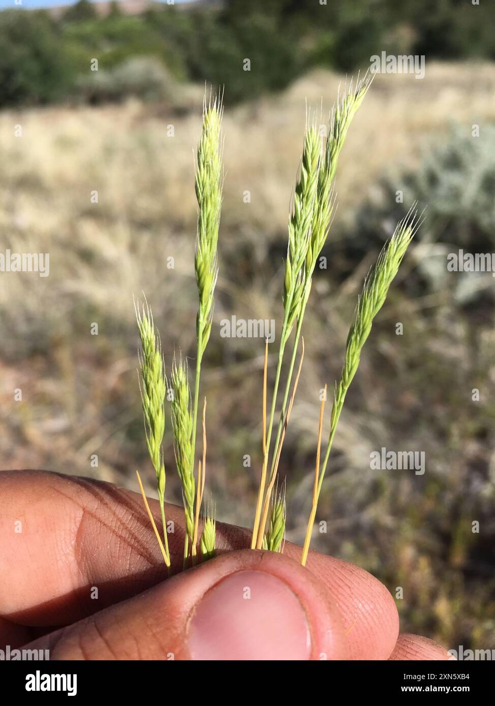Sixweeks Fescue (Vulpia octoflora) Plantae Stock Photo - Alamy