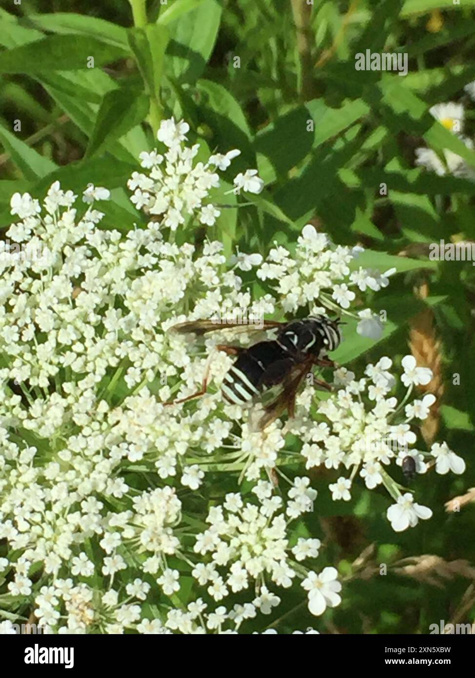 Bald faced hornet fly hi-res stock photography and images - Alamy