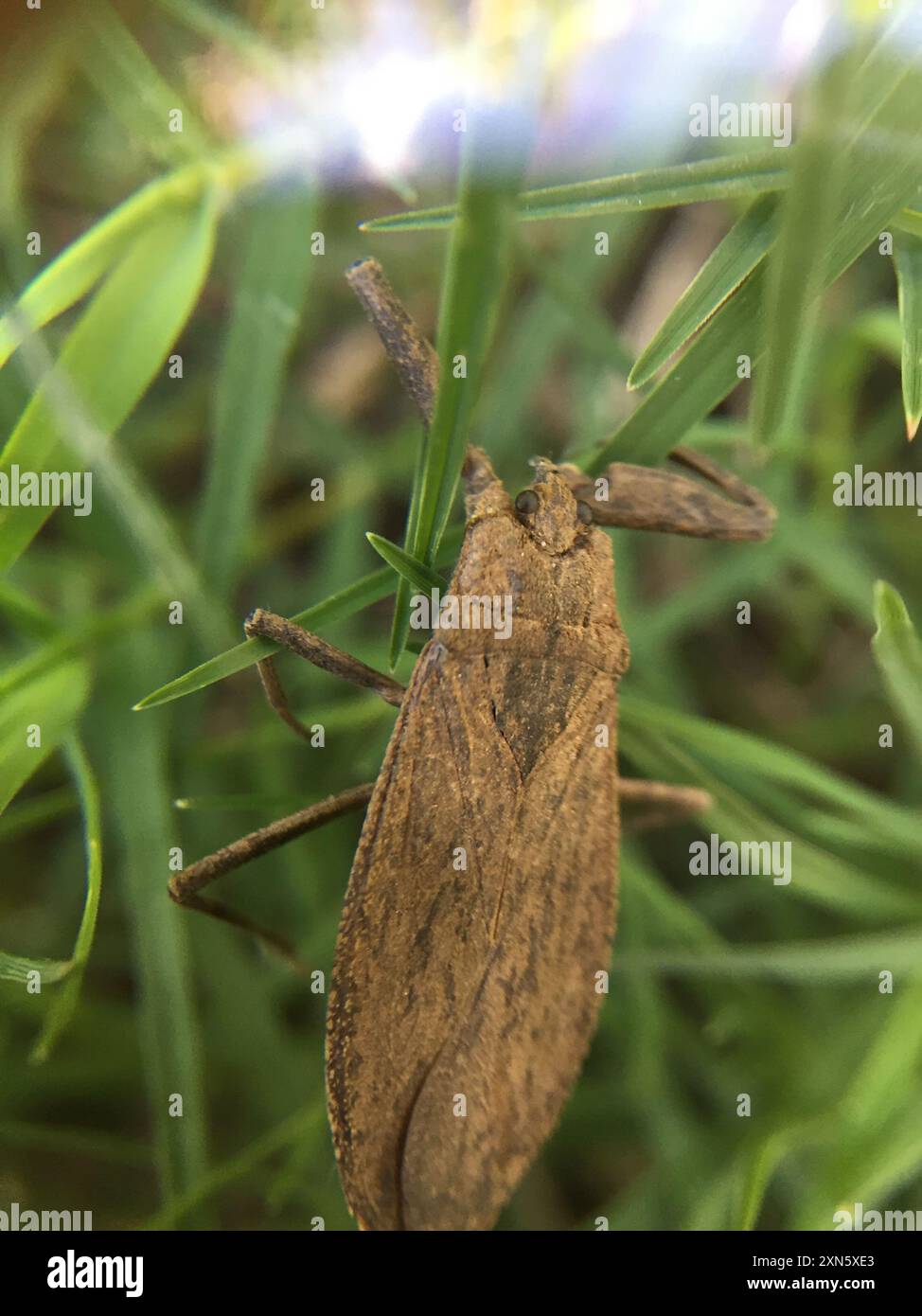 Eurasian Water Scorpion (Nepa cinerea) Insecta Stock Photo - Alamy