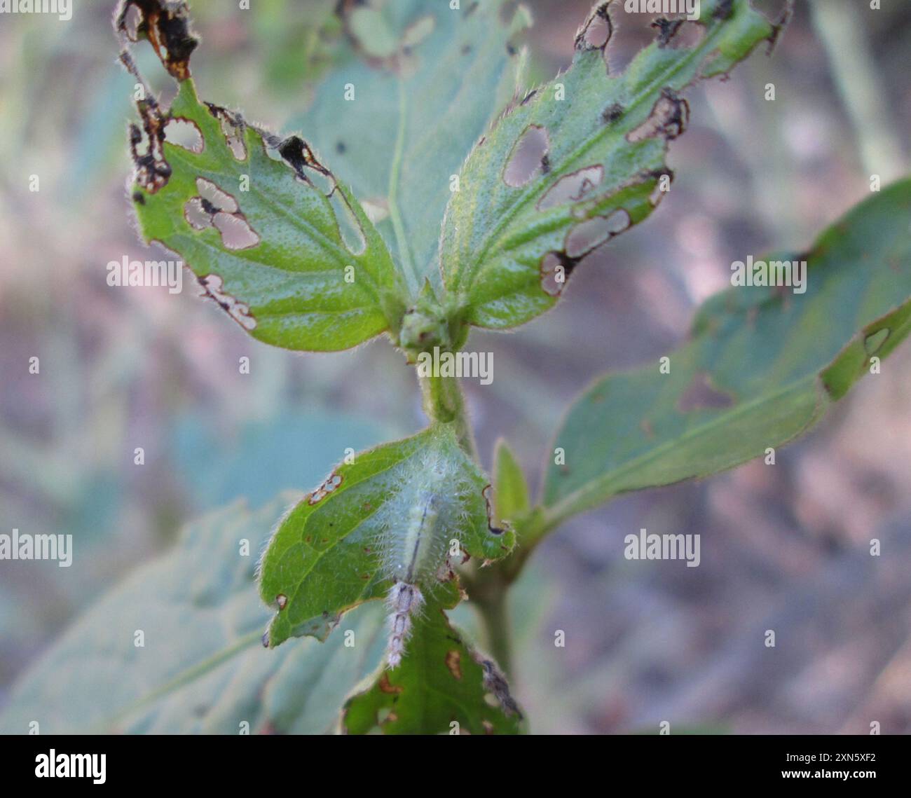 forest burr (Pupalia lappacea) Plantae Stock Photo - Alamy