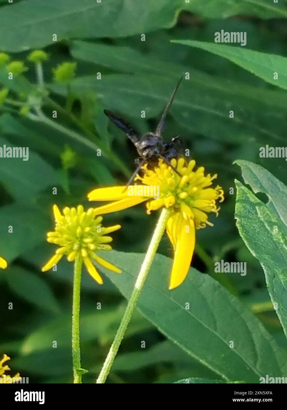 Blue-winged Scoliid Wasp (Scolia dubia) Insecta Stock Photo - Alamy