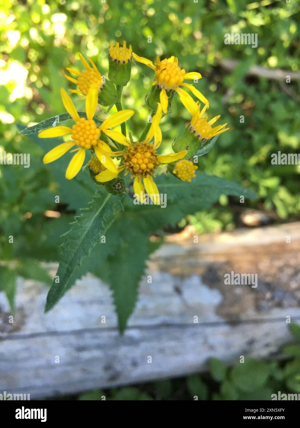 Arrowleaf Senecio (Senecio triangularis) Plantae Stock Photo - Alamy