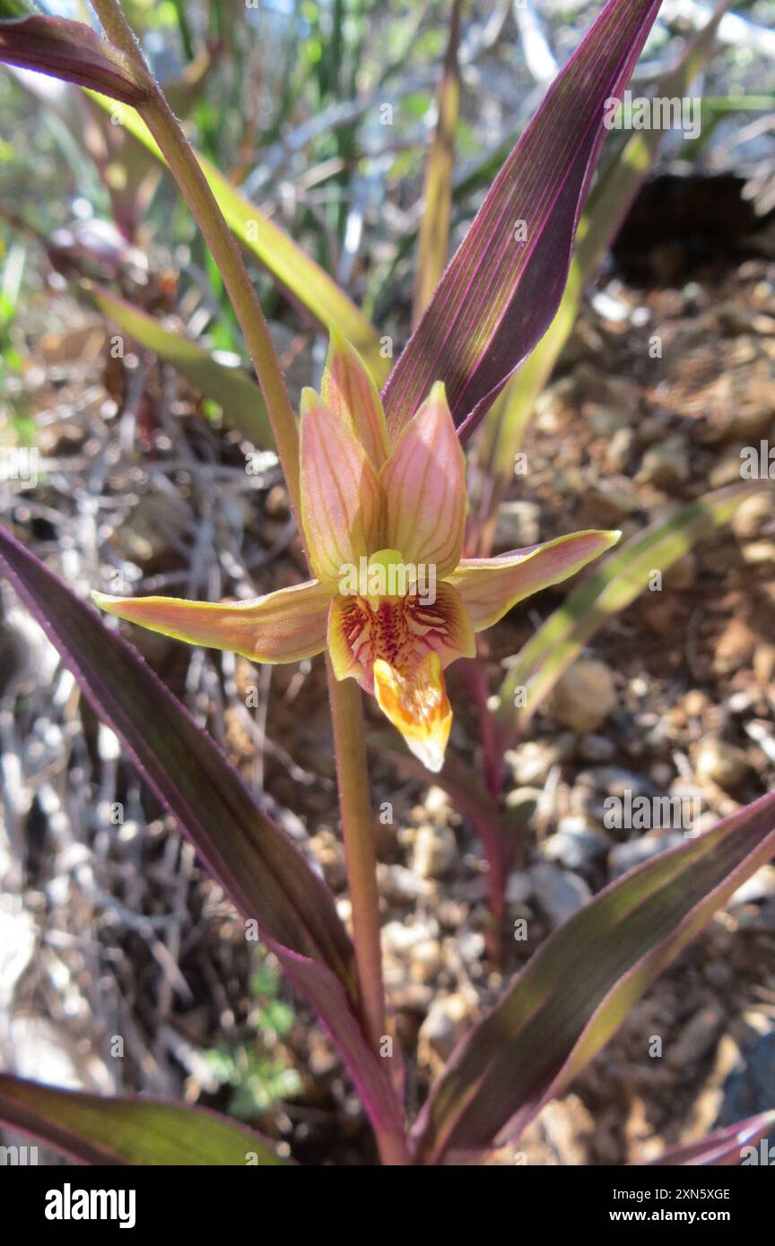 Stream Orchid (Epipactis gigantea) Plantae Stock Photo - Alamy