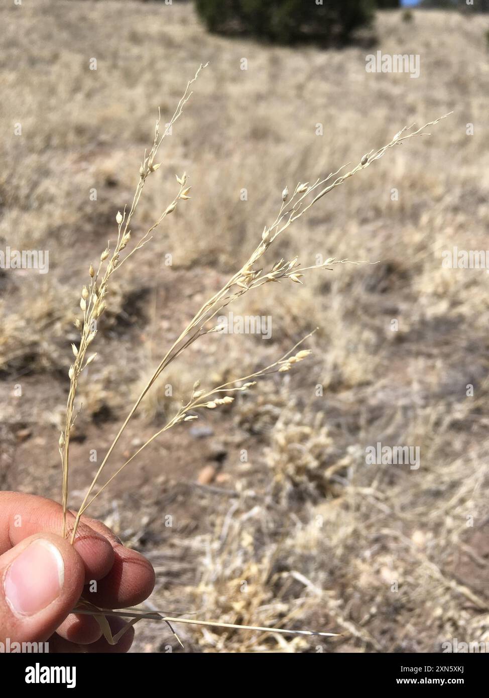hall panicum (Panicum hallii) Plantae Stock Photo - Alamy