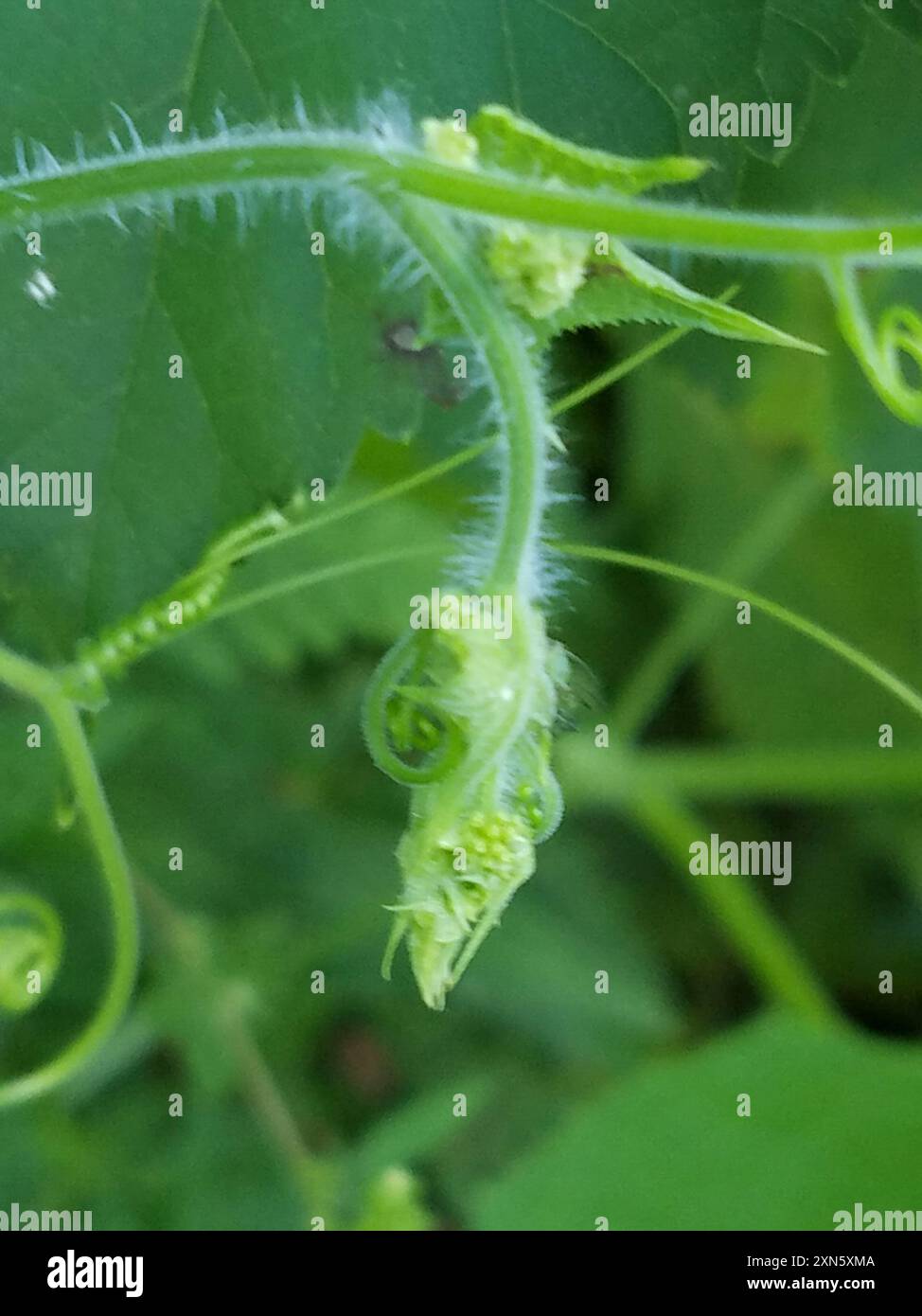 Oneseed Bur Cucumber (Sicyos angulatus) Plantae Stock Photo - Alamy