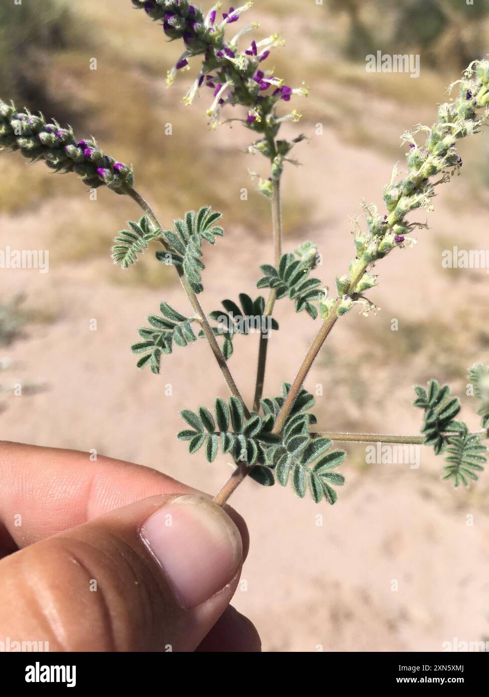 (Dalea lanata terminalis) Plantae Stock Photo - Alamy