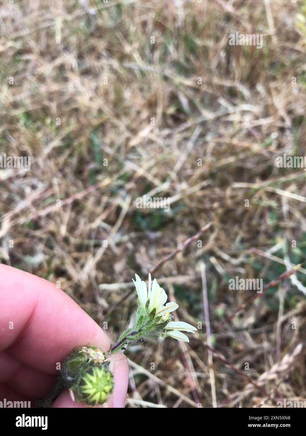 congested-headed hayfield tarplant (Hemizonia congesta congesta ...