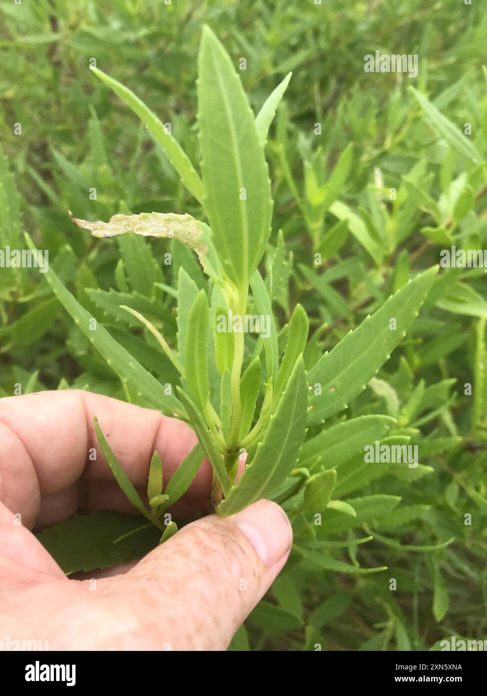 Southern Maritime Marsh-Elder (Iva frutescens frutescens) Plantae Stock ...