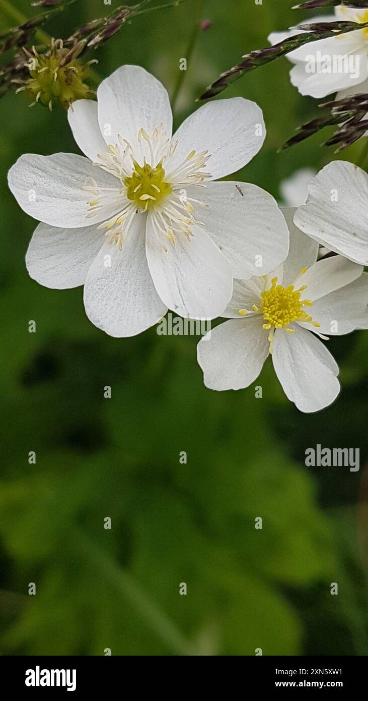 Large White Buttercup (Ranunculus platanifolius) Plantae Stock Photo ...