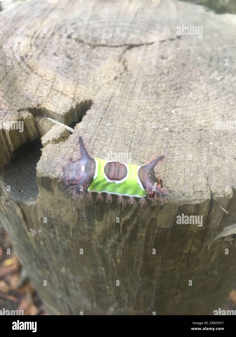 Saddleback Caterpillar Moth (Acharia stimulea) Insecta Stock Photo - Alamy