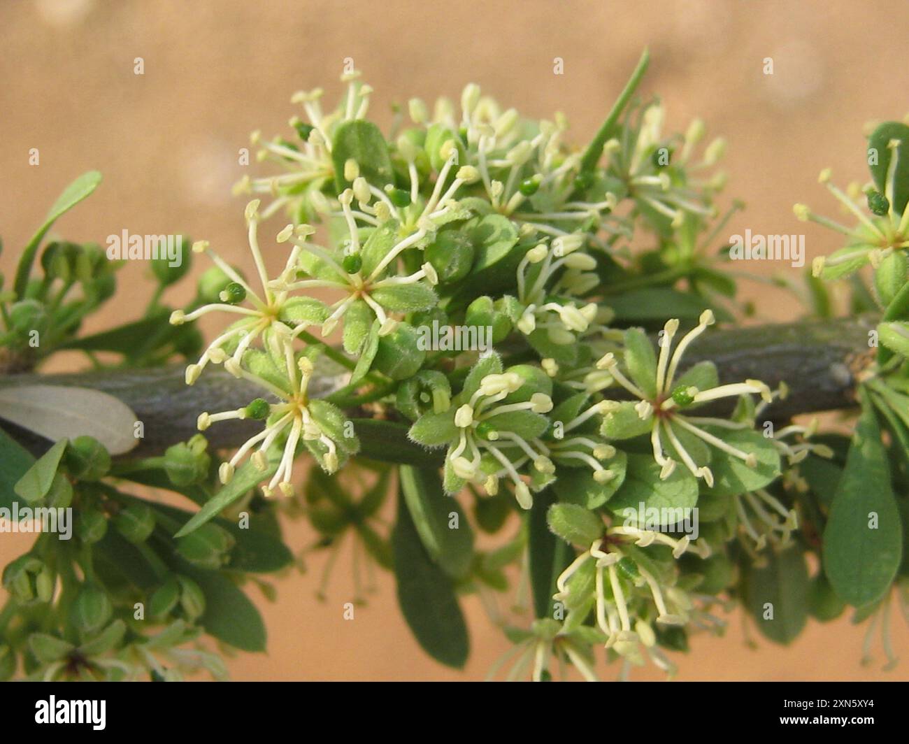 Stink Shepherdstree (Boscia foetida) Plantae Stock Photo - Alamy