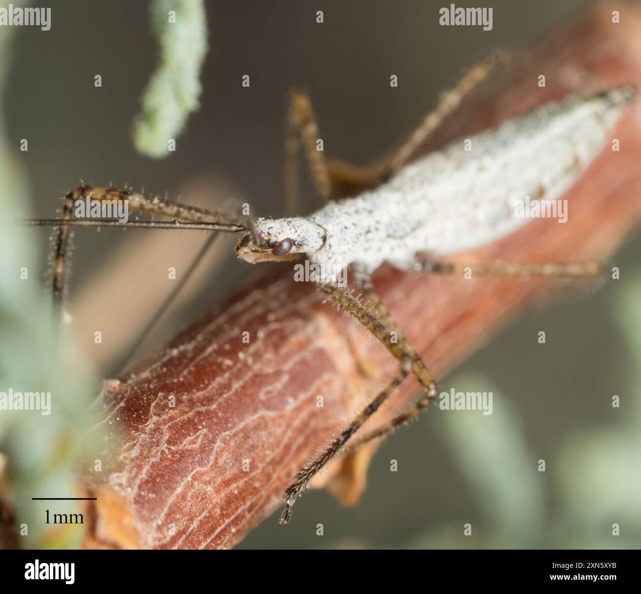 Four-spurred Assassin Bug (Zelus tetracanthus) Insecta Stock Photo - Alamy