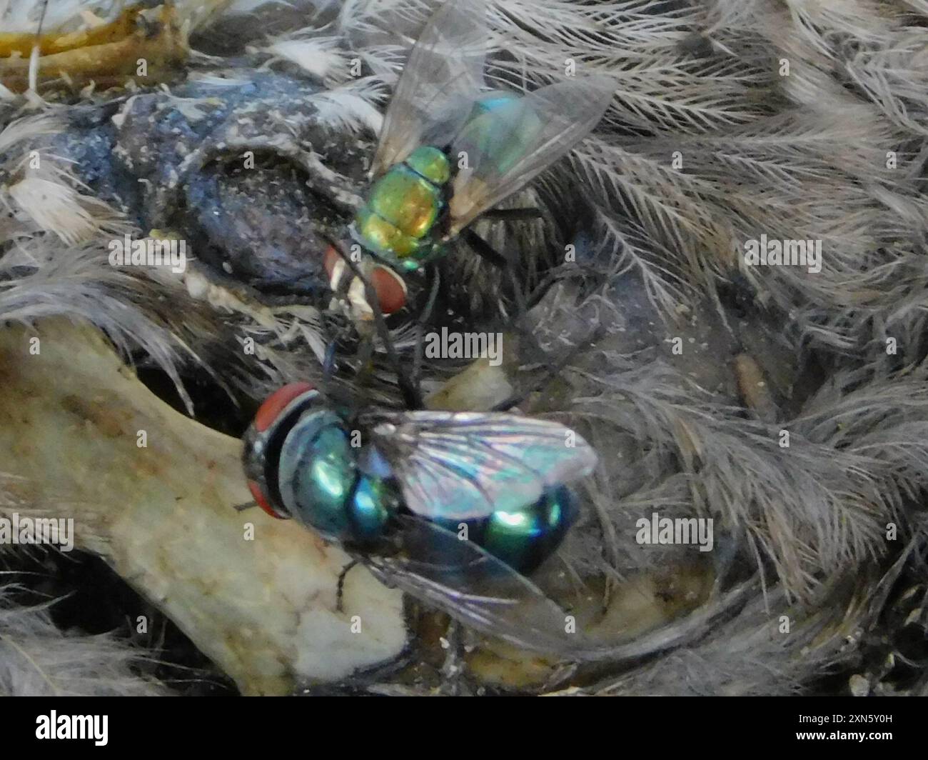 Greenbottle Flies (Lucilia) Insecta Stock Photo - Alamy
