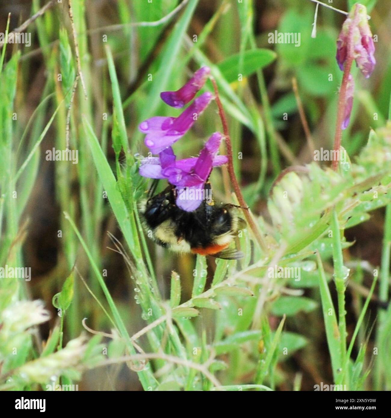 Hunt's Bumble Bee (Bombus huntii) Insecta Stock Photo - Alamy