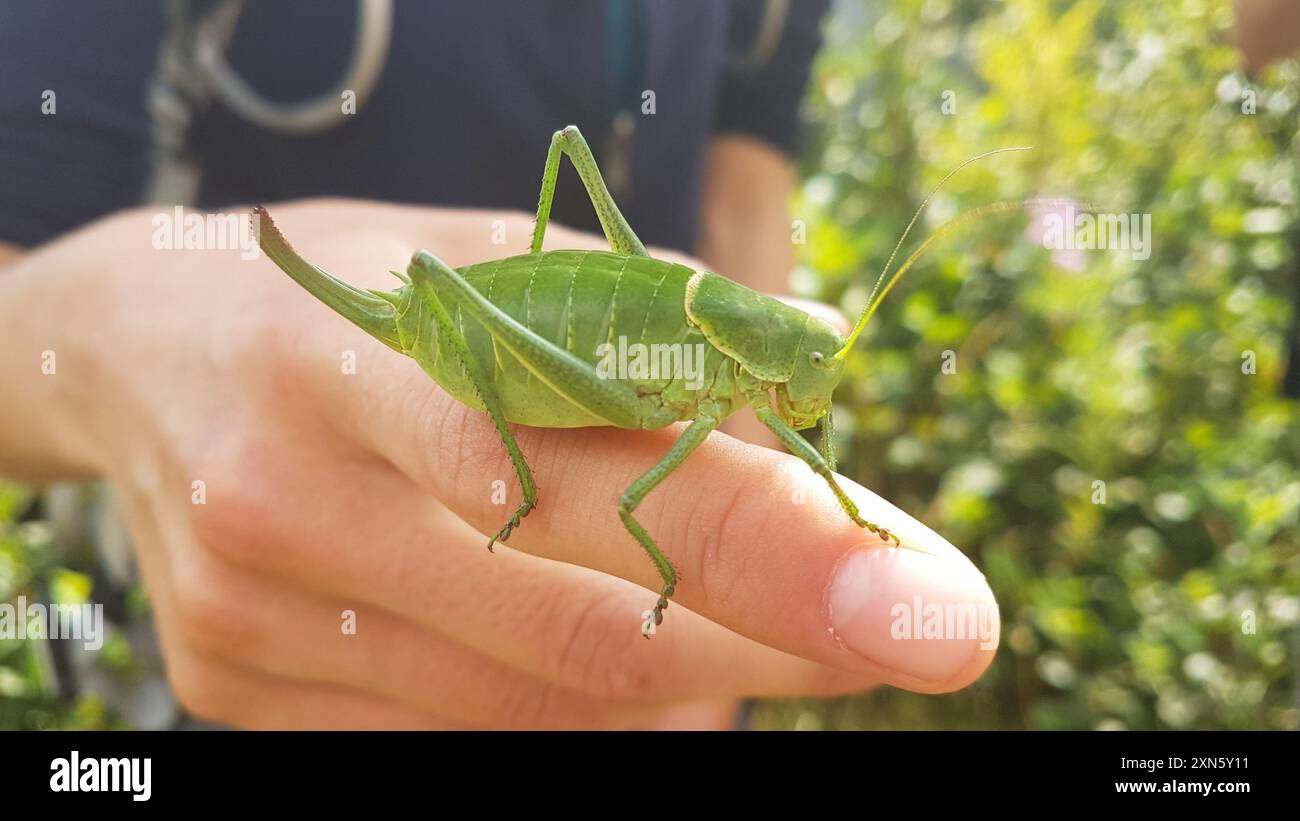 Bull Bush-cricket (Polysarcus denticauda) Insecta Stock Photo - Alamy