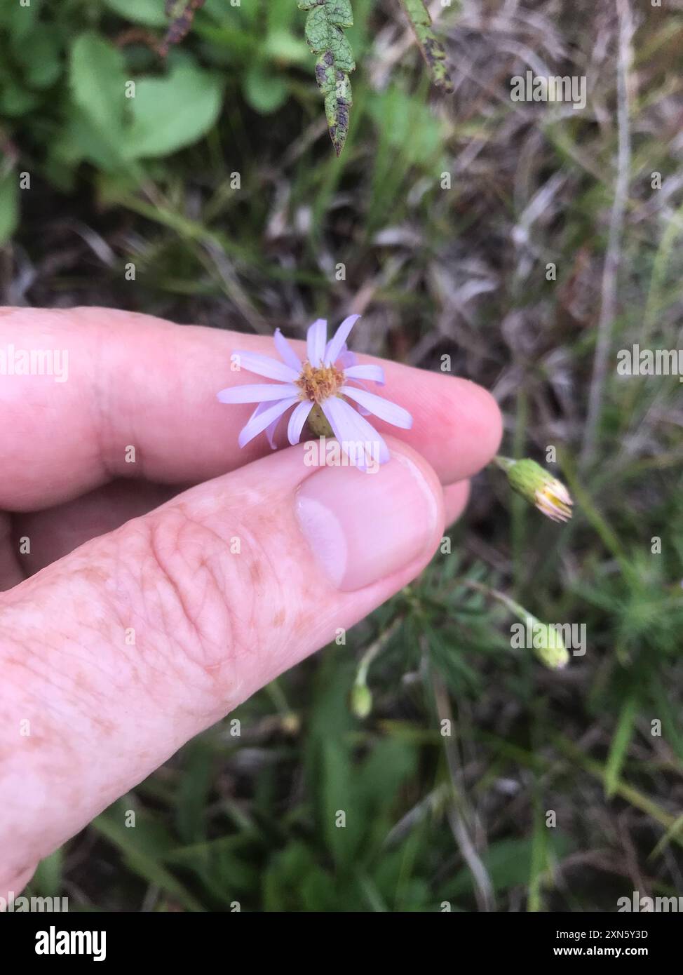 Flax-leaved Aster (Ionactis linariifolia) Plantae Stock Photo - Alamy
