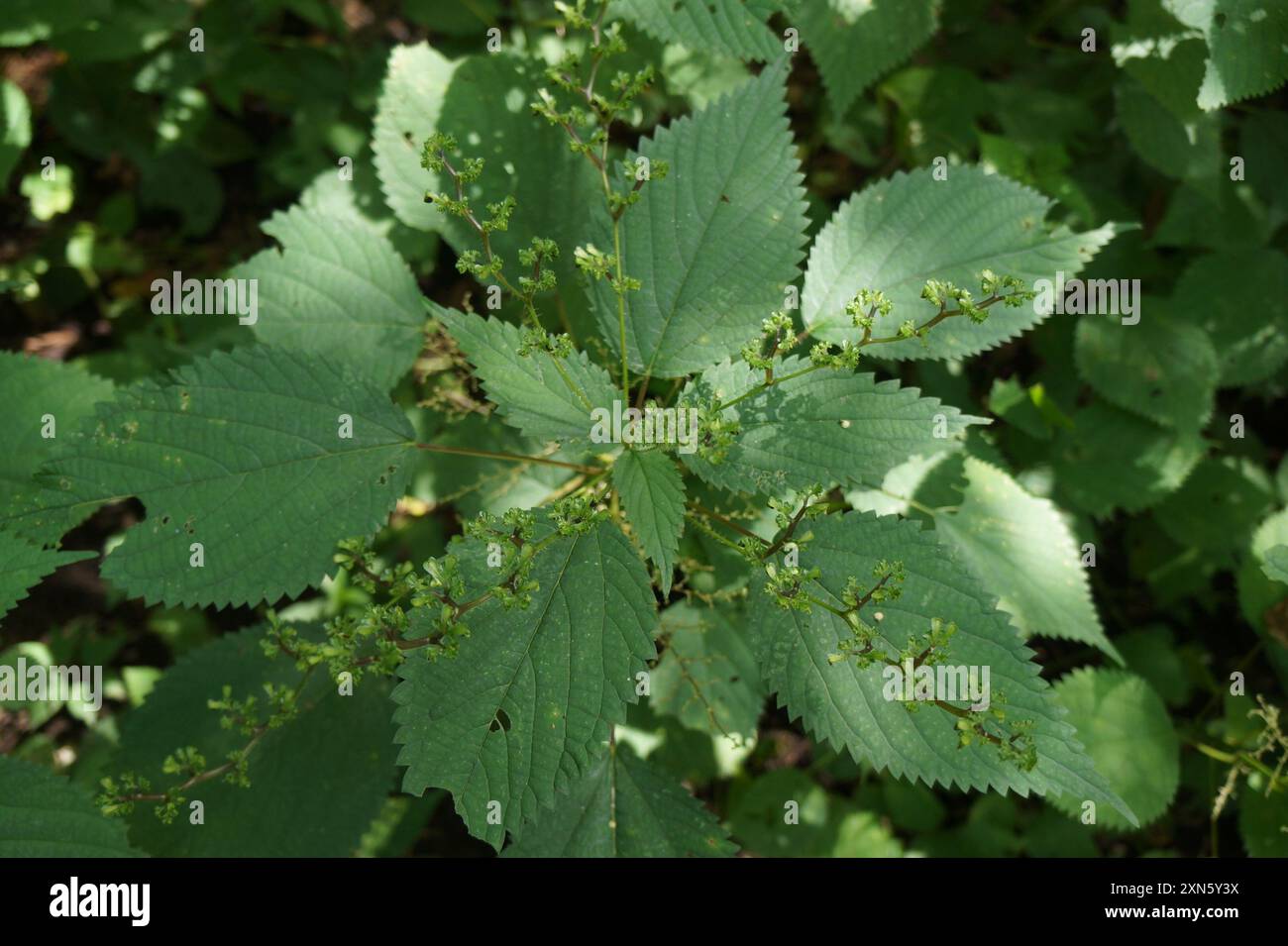 wood nettle (Laportea canadensis) Plantae Stock Photo - Alamy