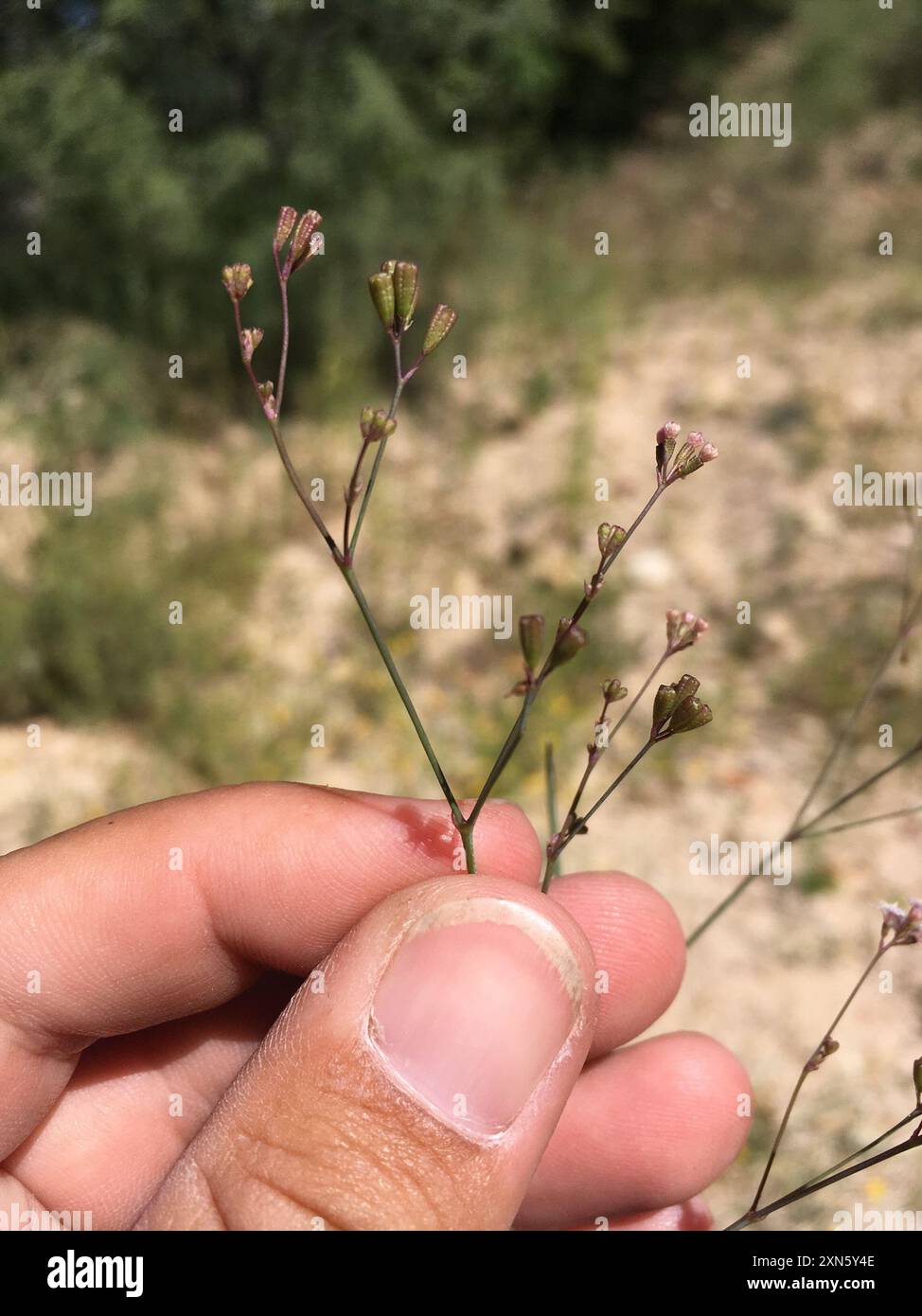 Erect spiderling (Boerhavia erecta) Plantae Stock Photo - Alamy