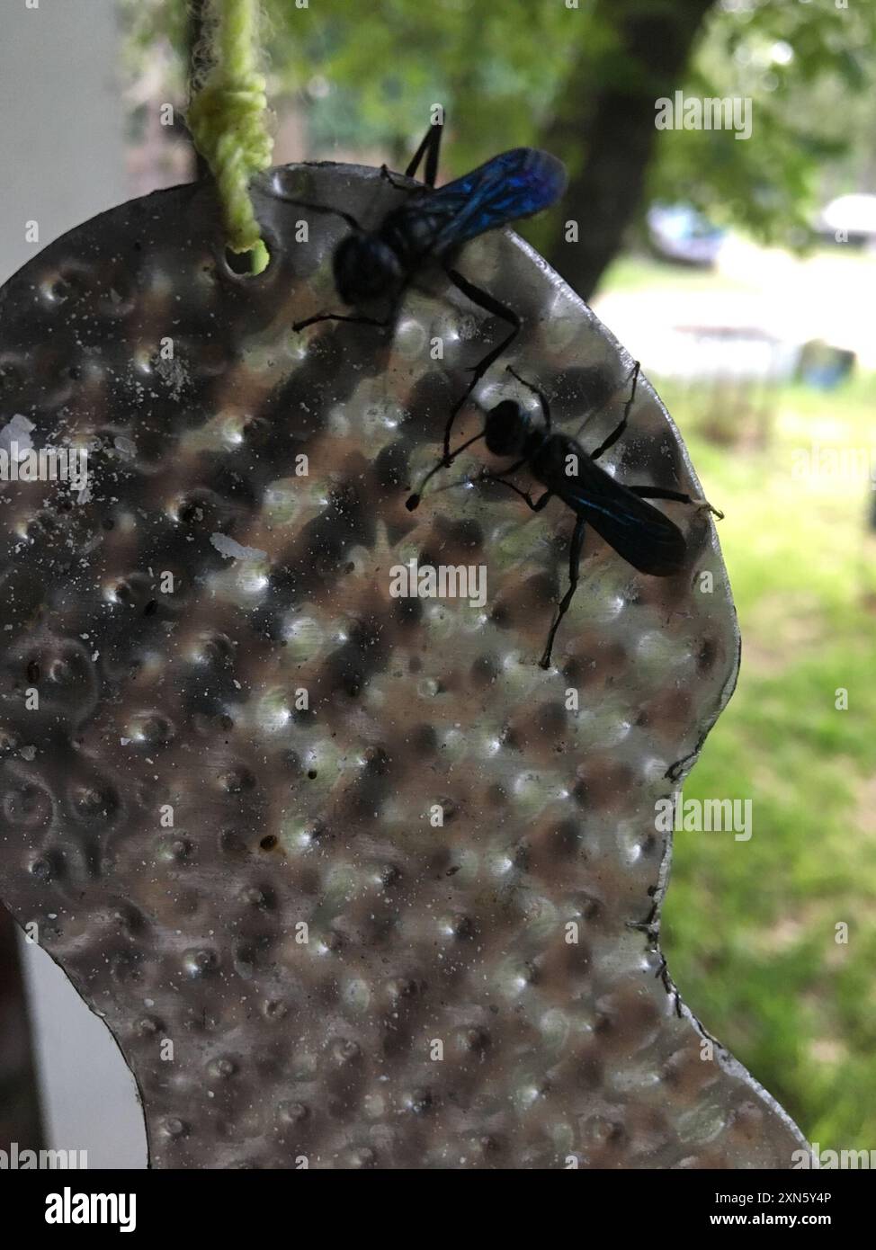 Ants, Bees, Wasps, and Sawflies (Hymenoptera) Insecta Stock Photo - Alamy