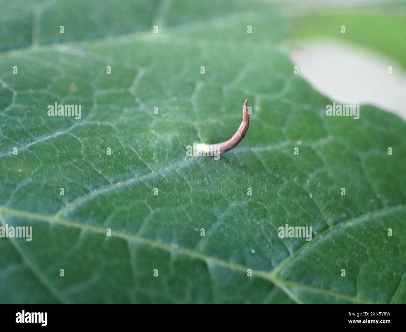 Maple Spindle Gall Mite (Vasates aceriscrumena) Arachnida Stock Photo ...