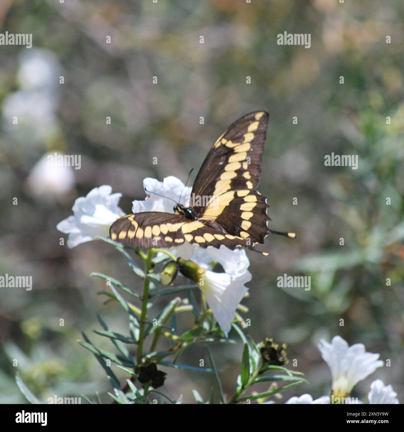 Western giant swallowtail hi-res stock photography and images - Alamy