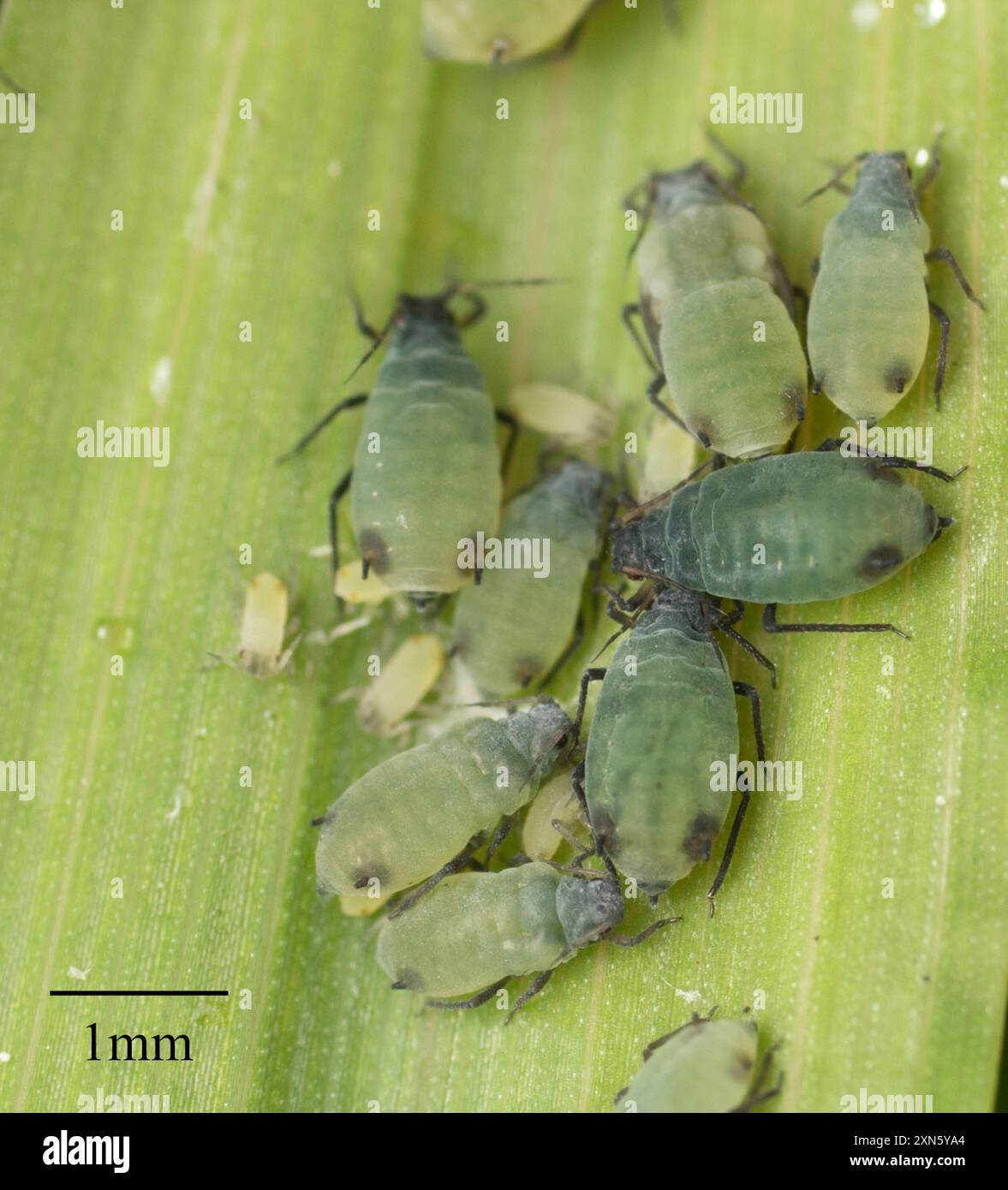 Corn Leaf Aphid (Rhopalosiphum maidis) Insecta Stock Photo - Alamy