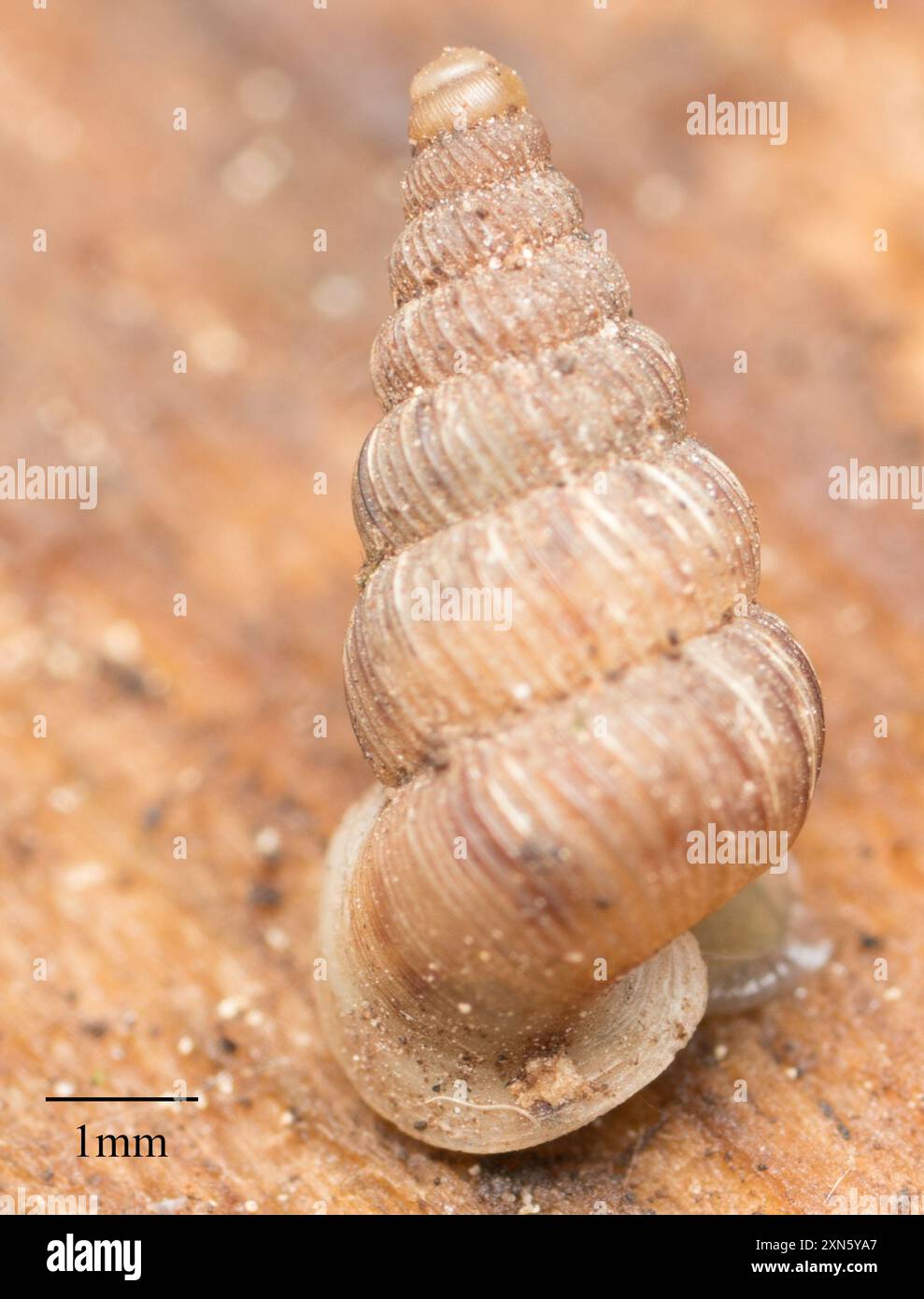 Small Cochlostoma (Cochlostoma septemspirale) Mollusca Stock Photo - Alamy