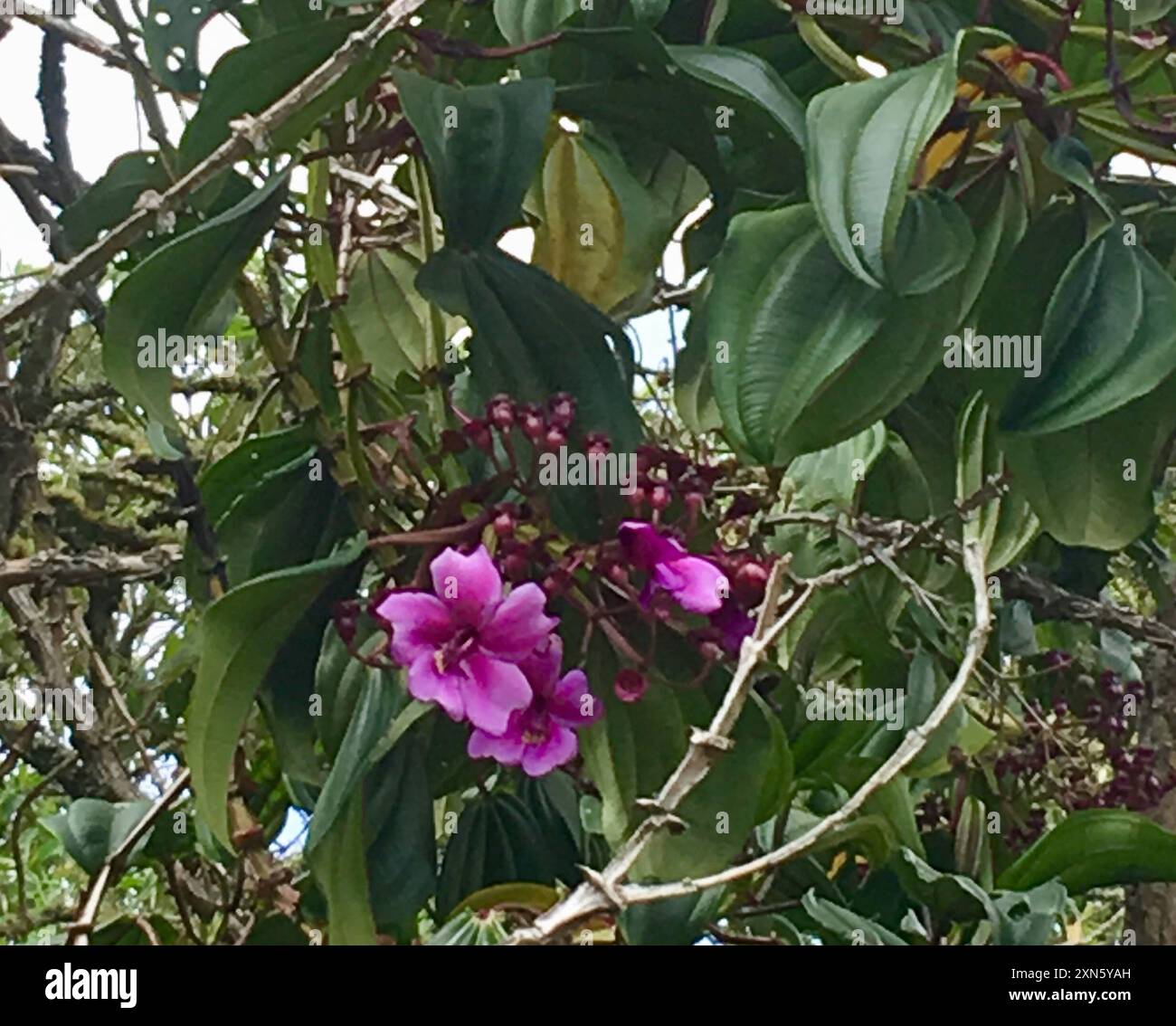 motley meriania (Meriania nobilis) Plantae Stock Photo - Alamy