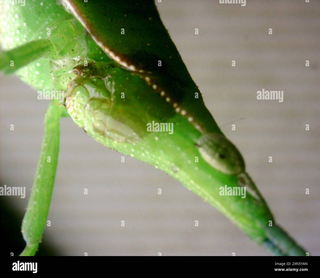 Pink-winged Grasshopper (Atractomorpha sinensis) Insecta Stock Photo ...