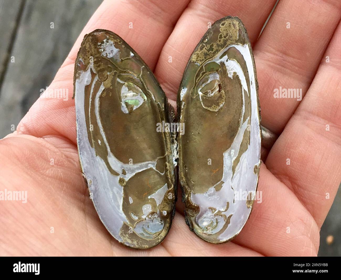 Eastern Elliptio (Elliptio complanata) Mollusca Stock Photo - Alamy