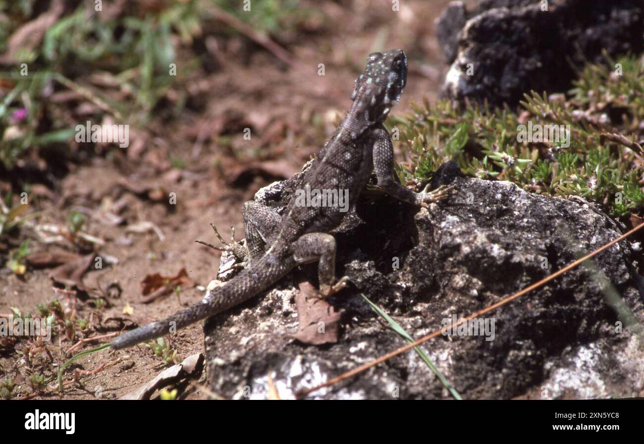 Lionotus hi-res stock photography and images - Alamy