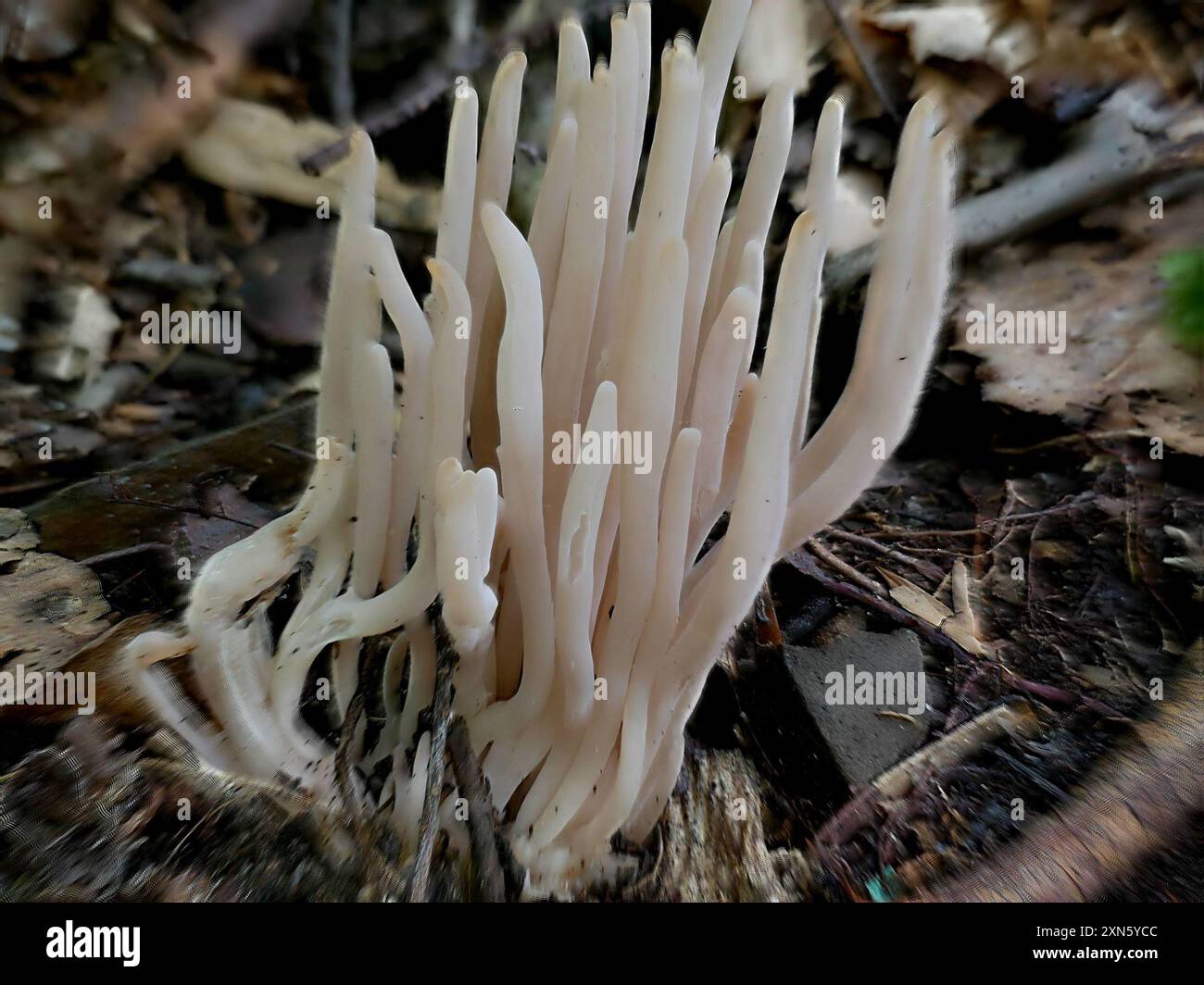 Smoky Spindles (Clavaria fumosa) Fungi Stock Photo - Alamy