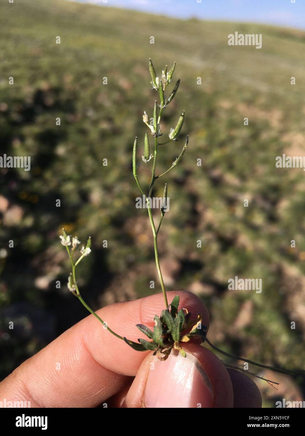 White Arctic Whitlow-grass (Draba fladnizensis) Plantae Stock Photo - Alamy