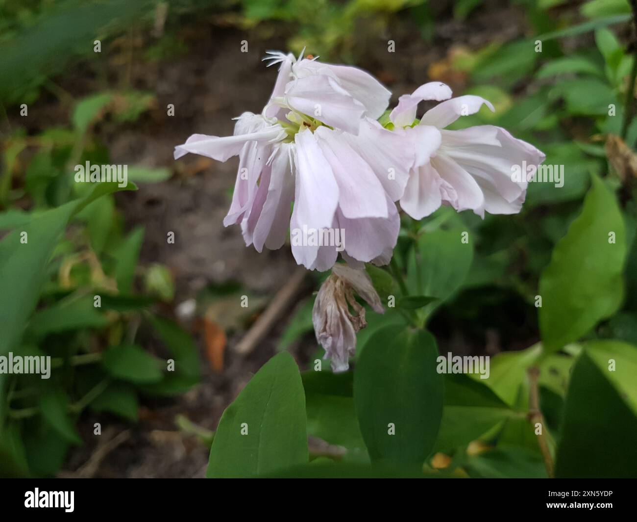 common soapwort (Saponaria officinalis) Plantae Stock Photo - Alamy
