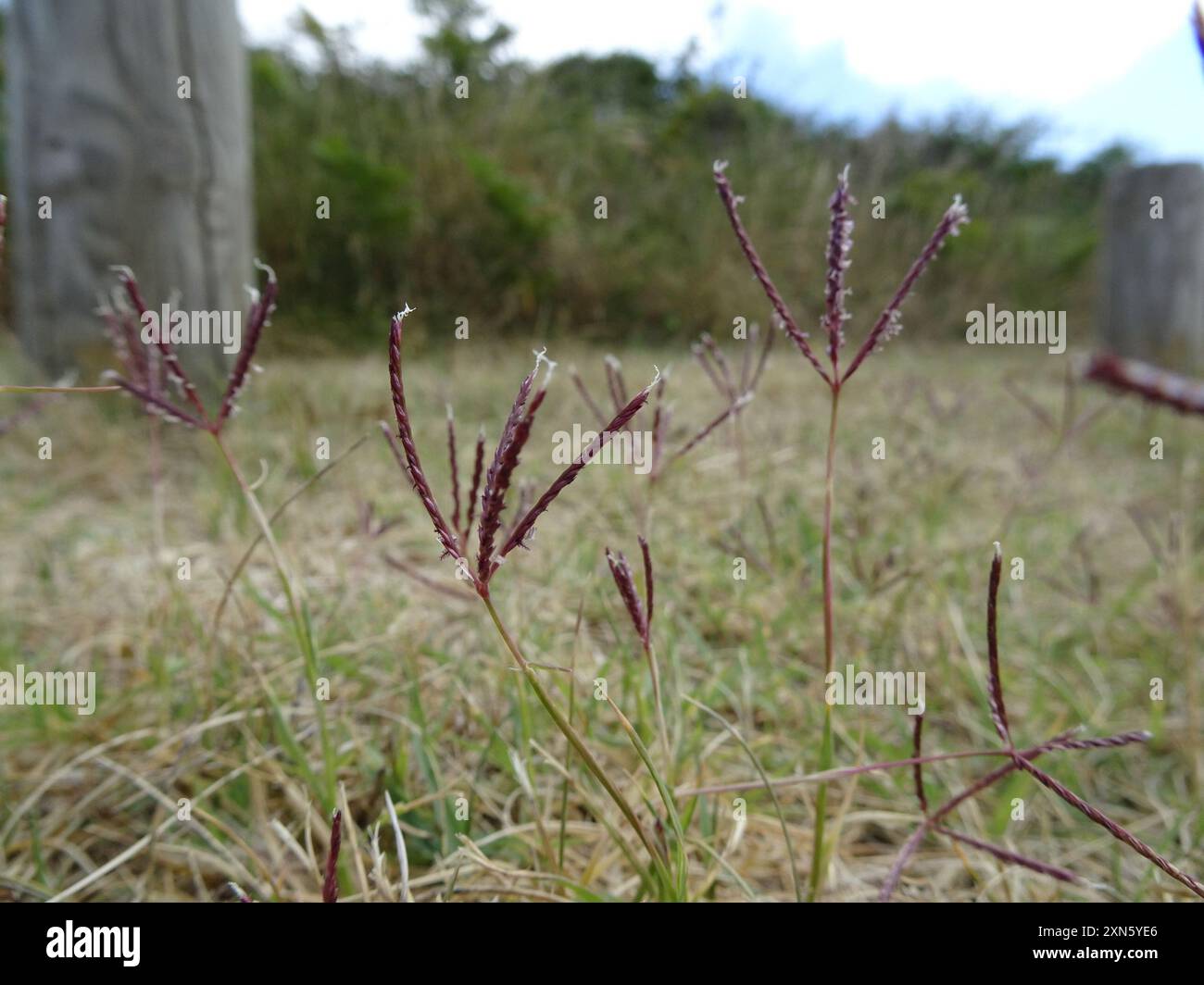 Bermuda grass (Cynodon dactylon) Plantae Stock Photo - Alamy