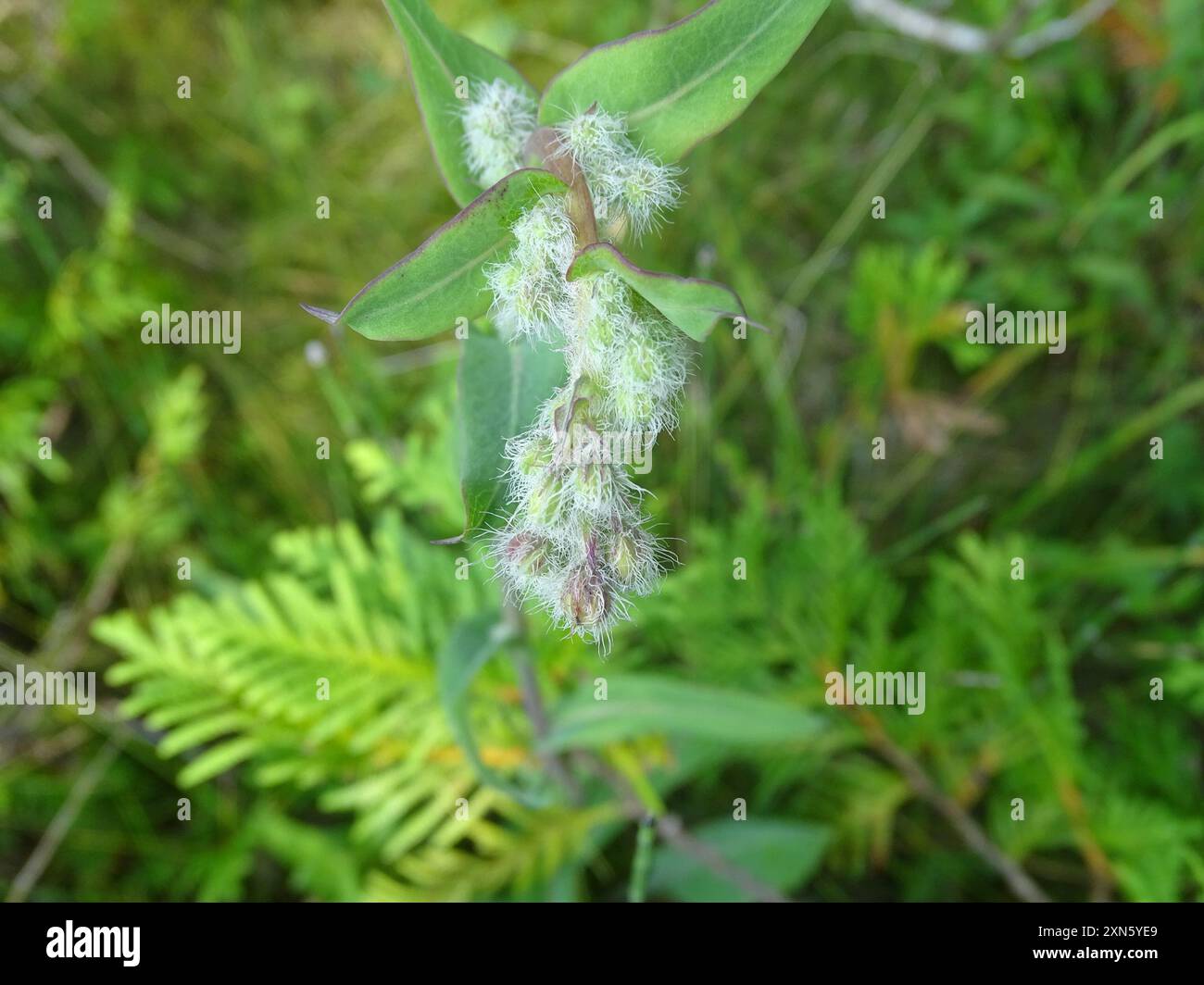 purple rattlesnake root (Nabalus racemosus) Plantae Stock Photo - Alamy