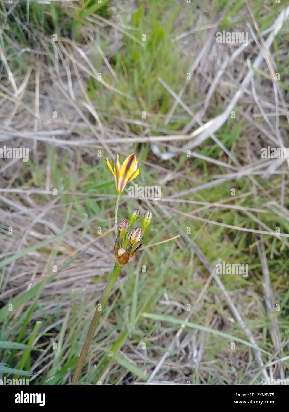 Golden brodiaea hi-res stock photography and images - Alamy