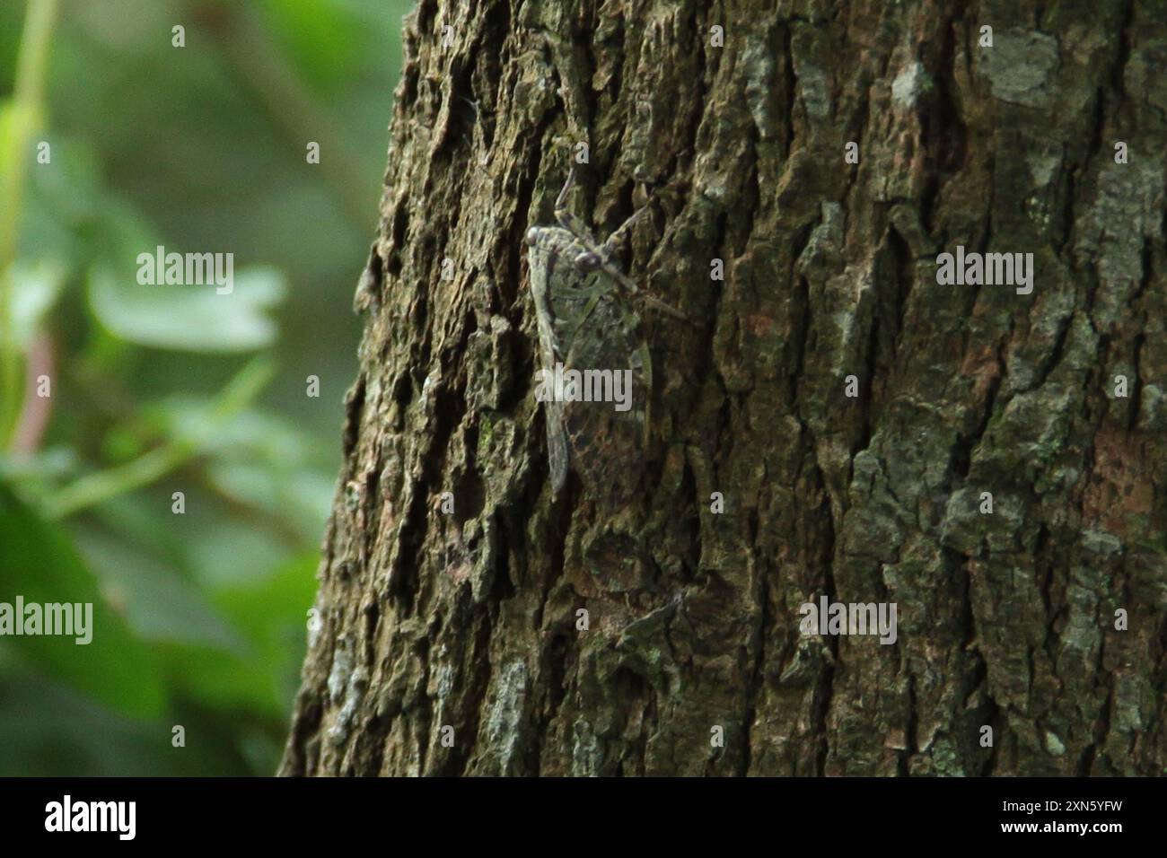 (Platypleura takasagona) Insecta Stock Photo - Alamy