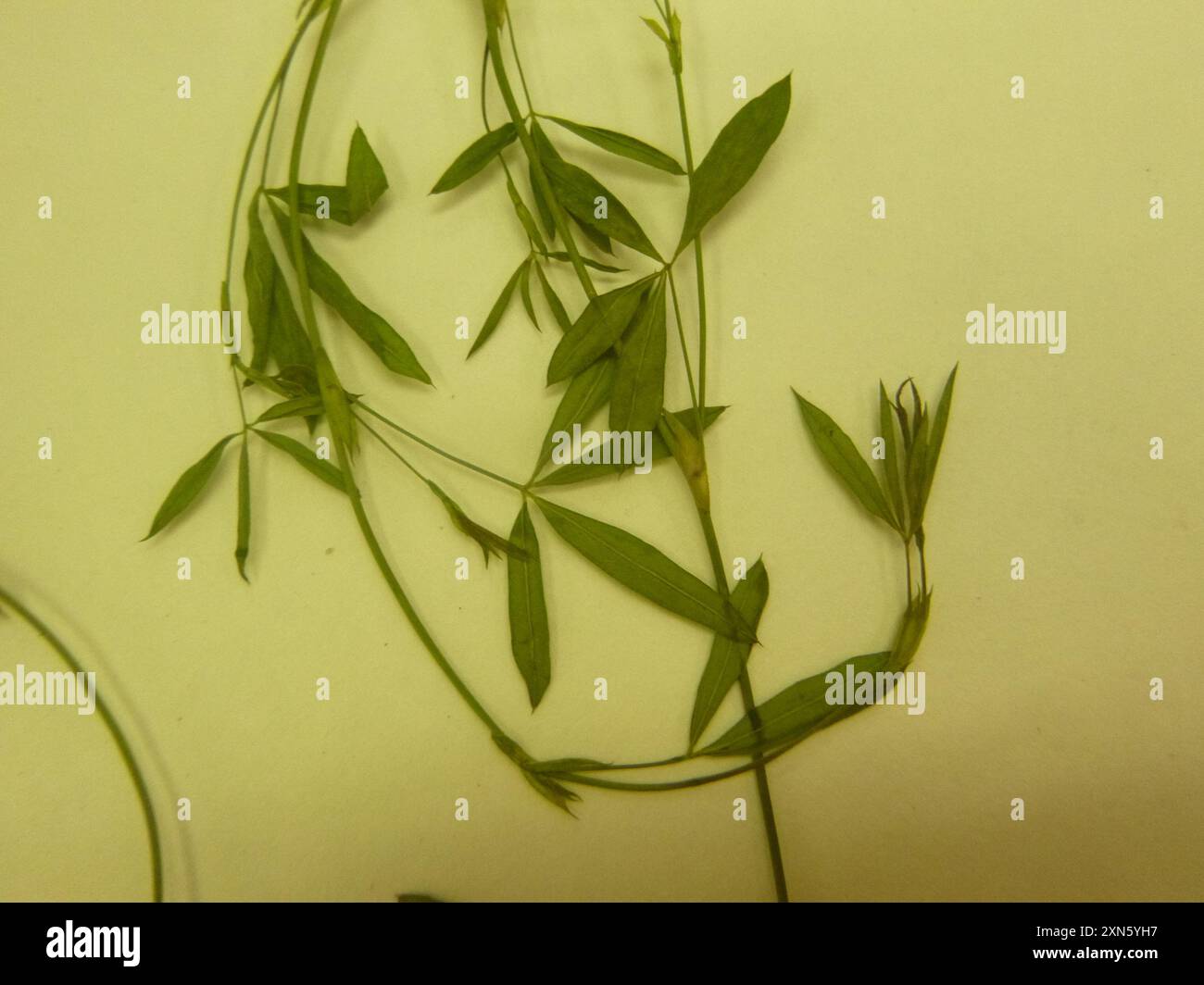 Viperina hi-res stock photography and images - Alamy