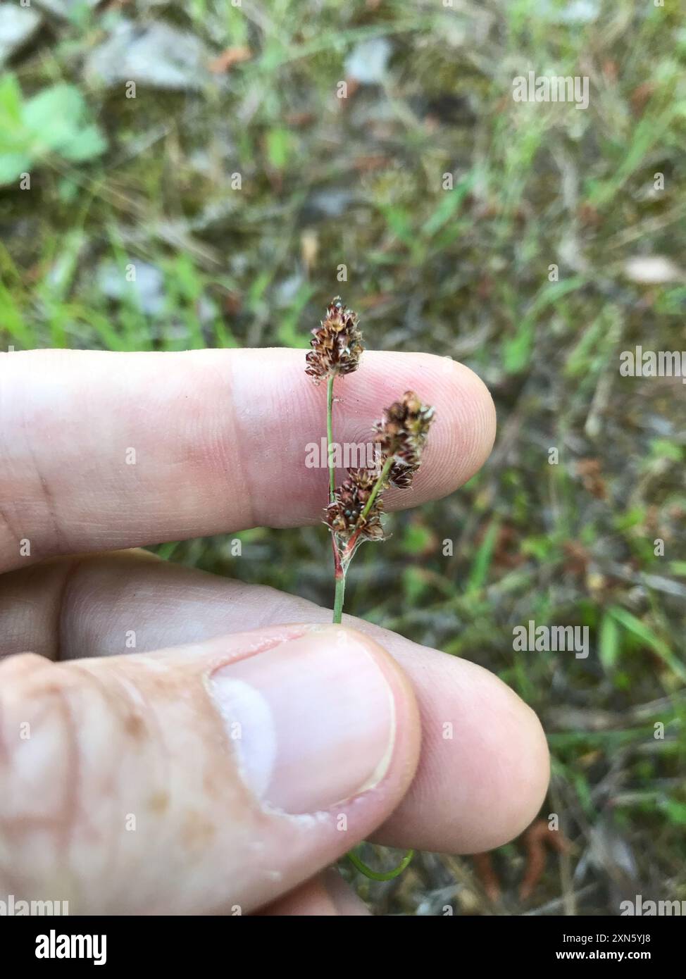 common heath woodrush (Luzula multiflora multiflora) Plantae Stock ...