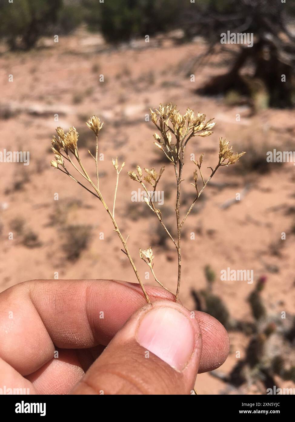 Broom Snakeweed (Gutierrezia sarothrae) Plantae Stock Photo - Alamy